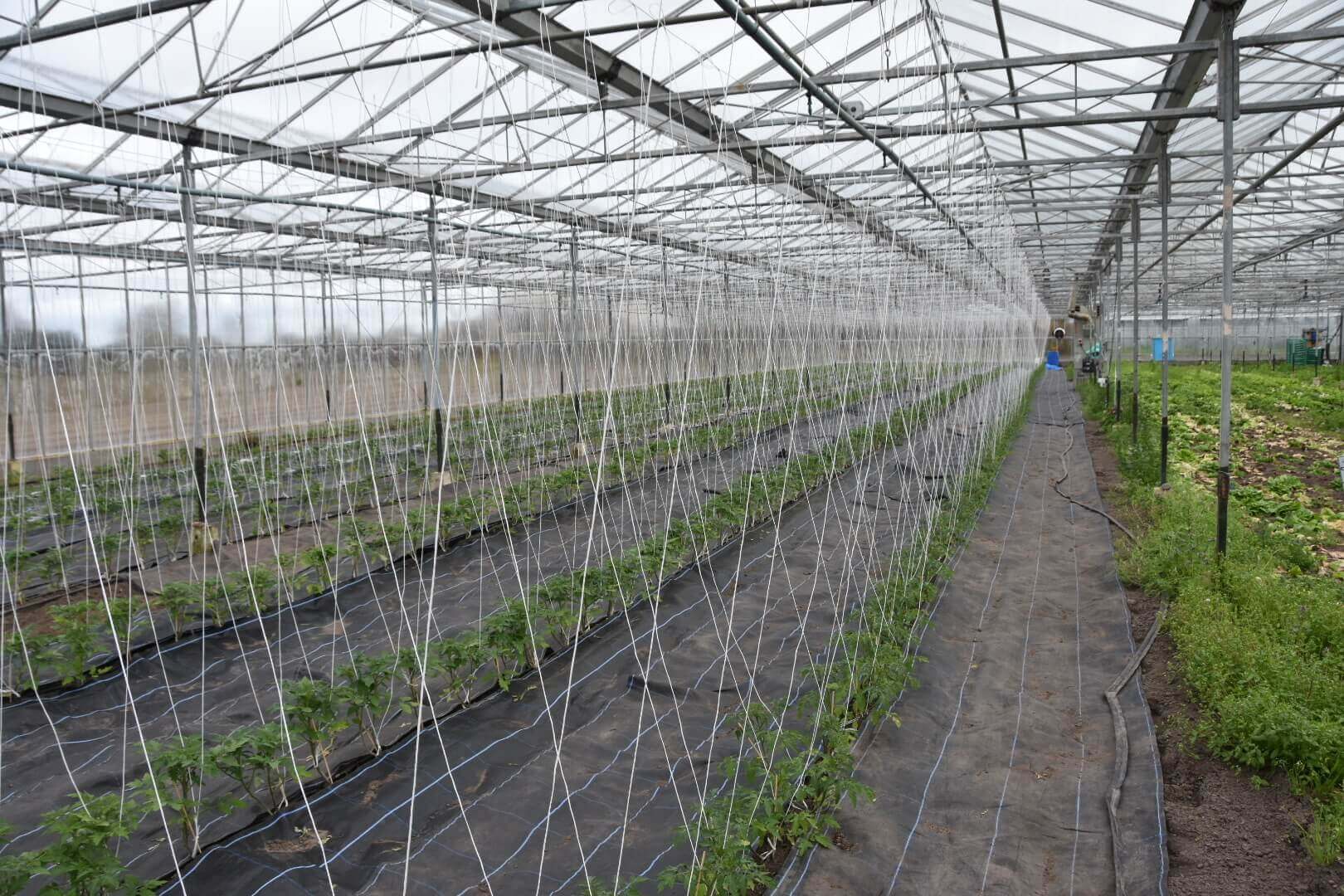 Organic Vegetable Farming - The Farmers Box